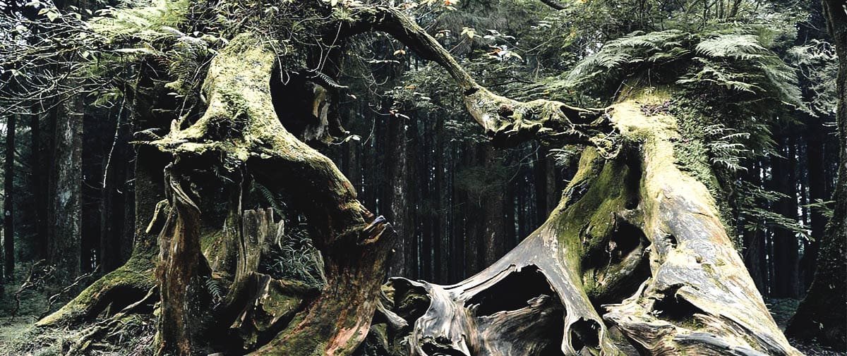 Exploring Hoia Baciu: Romania’s Infamous Haunted Forest - Kayla Spelling
